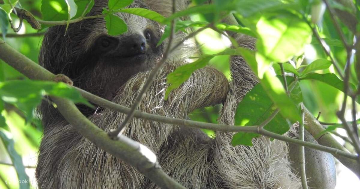 1 Hari Sertai Dalam Jelajah Sloth Dan Pengalaman Pertemuan Hidupan Liar di Canton Liberia ...